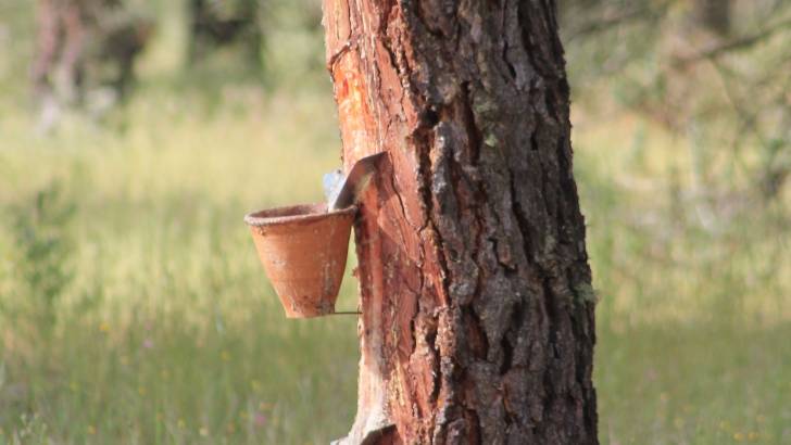 Trementina – Plantas Saludables